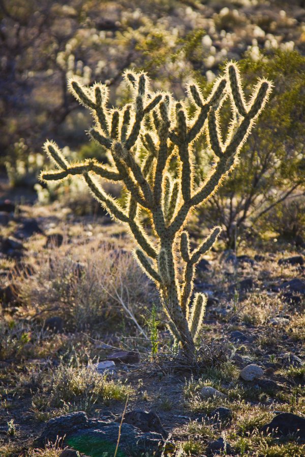 Dolan Springs Arizona a small Wild West village - Travelways